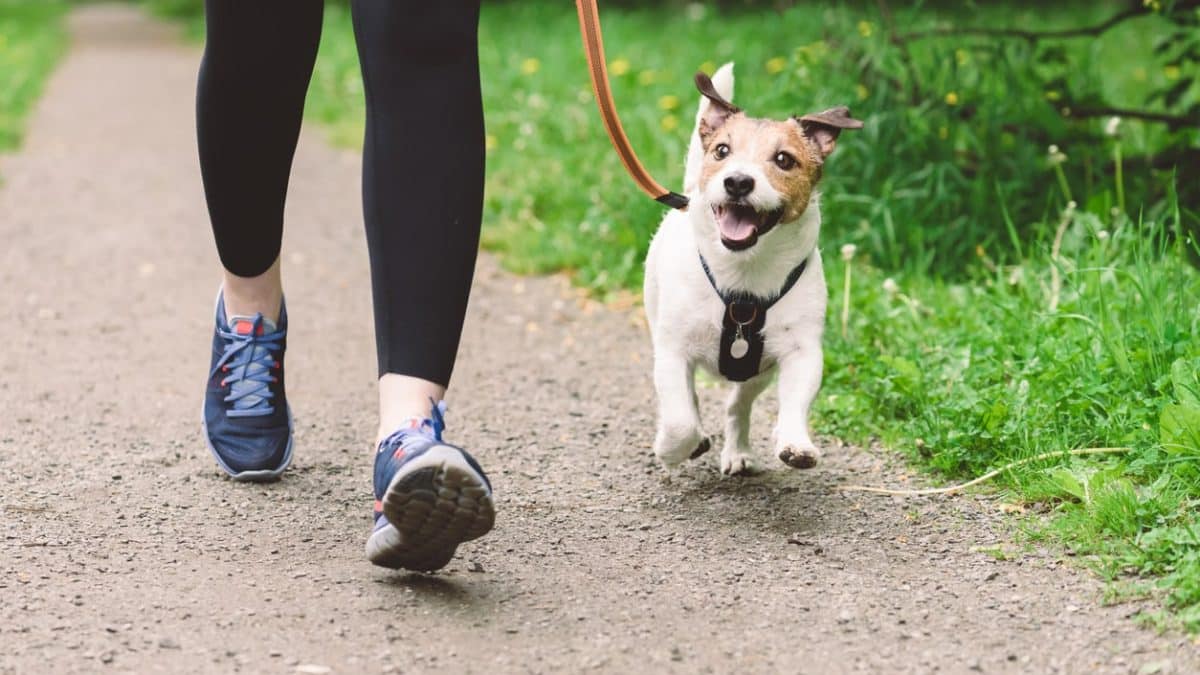 How to Run with Your Dog: Training Plan, Tips & More