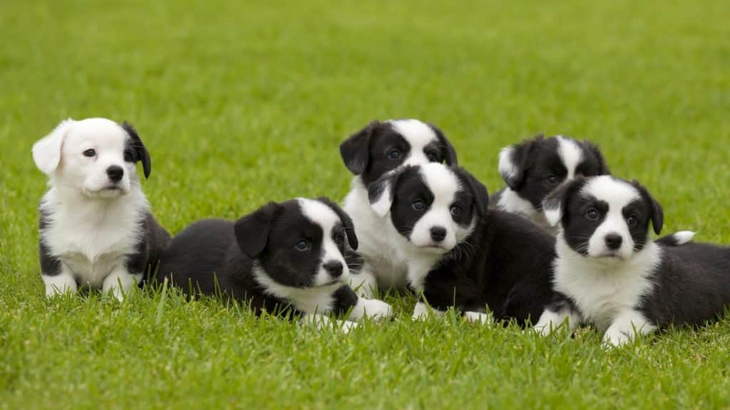 Adopting the “Runt of the Litter”: What To Know