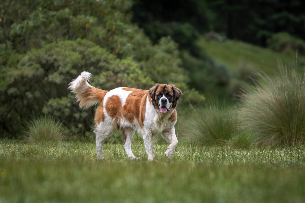 Saint Bernard Breed: Origin, Temperament & More