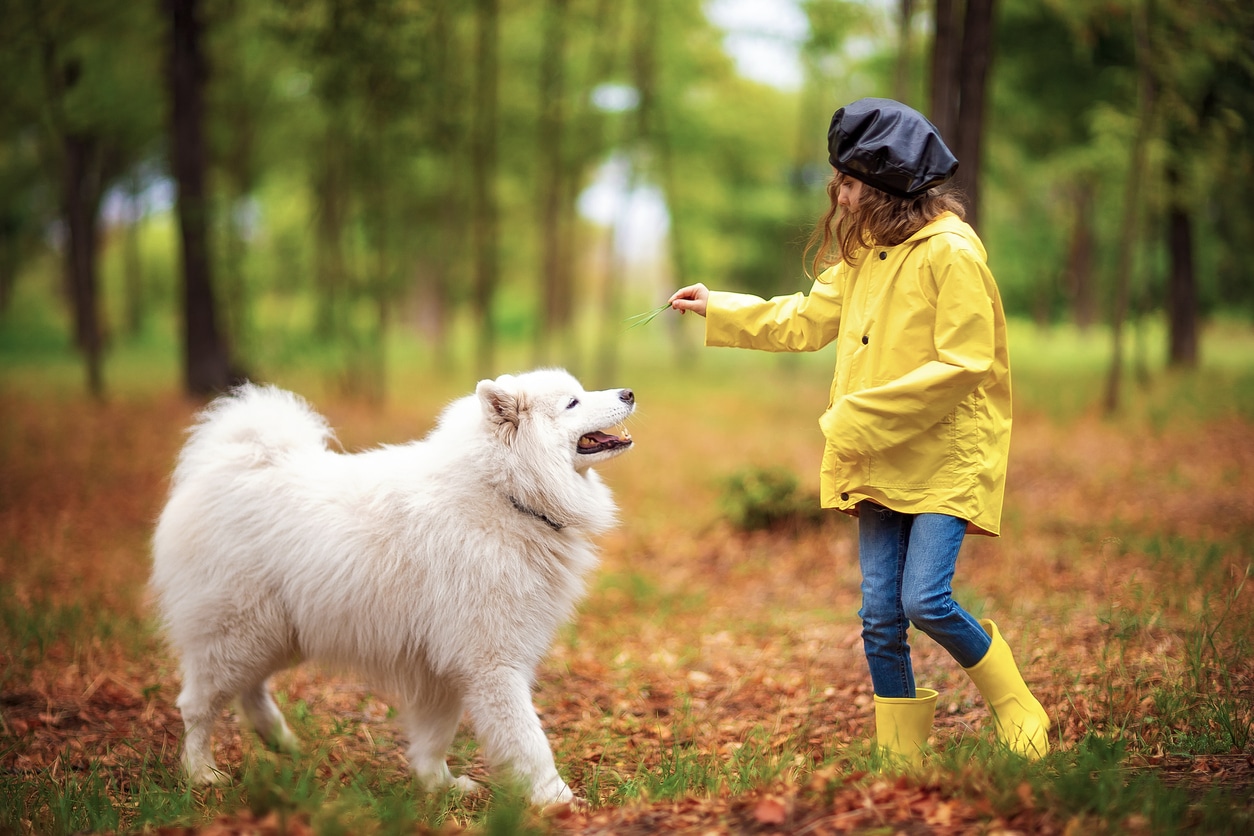 20 Best Family Dogs: How to Choose a Kid-Friendly Dog