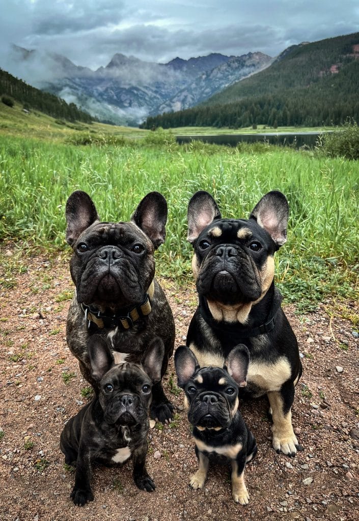 Designer Creates Amazing Photos of Adult Dogs With Their Puppy Selves