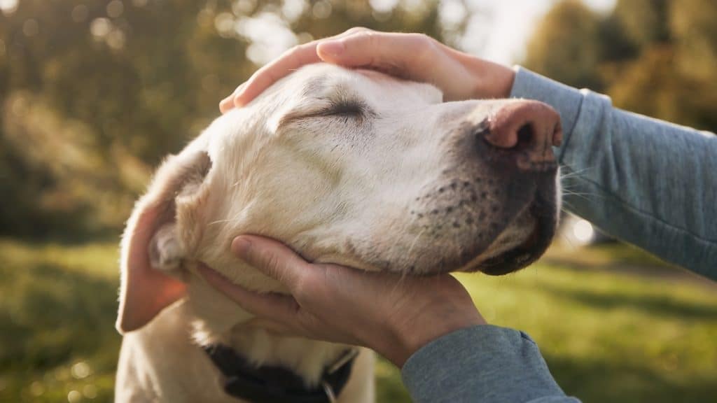 Senior Dog Tips for Pet Sitters