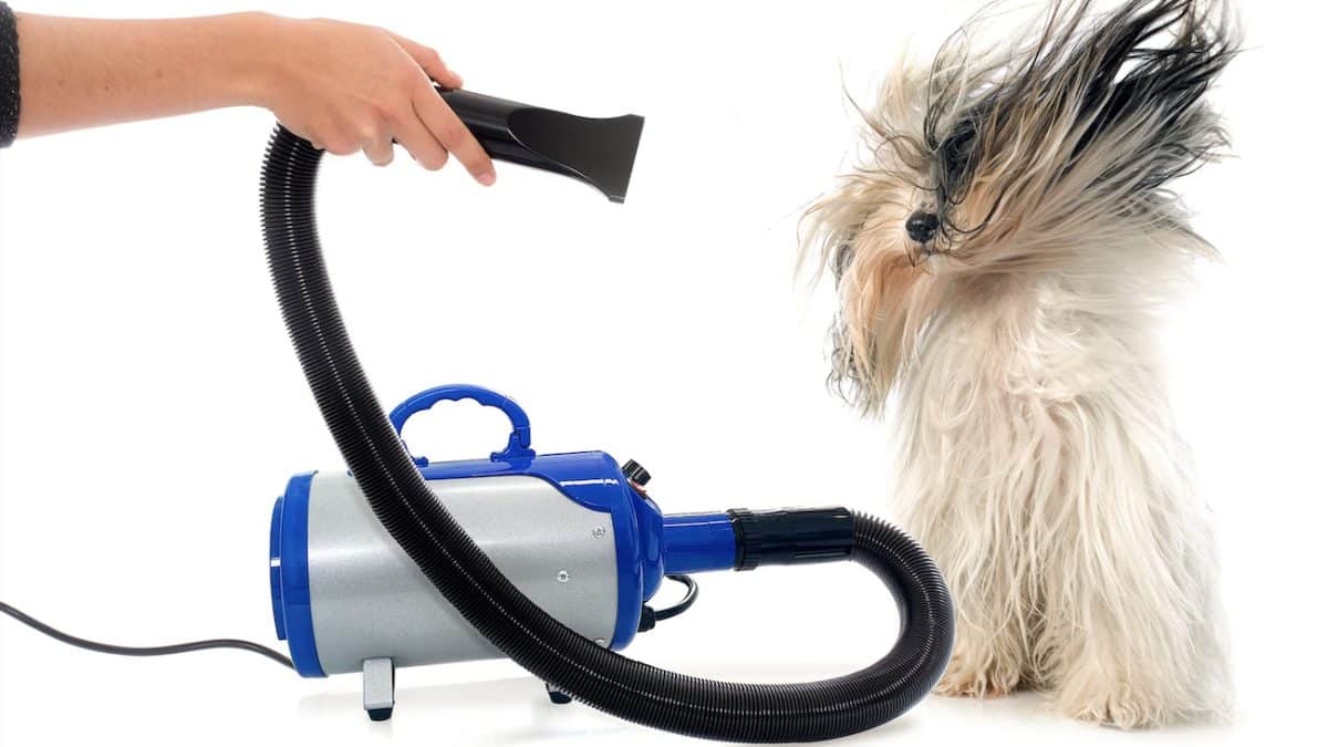 Rover Test Pups Review the Shelandy Pet Blow Dryer