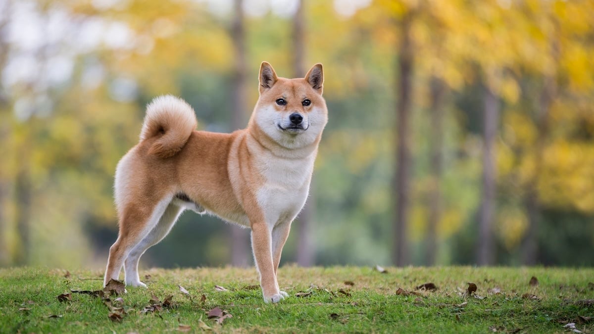 Shiba Inu Dog: Breed Guide
