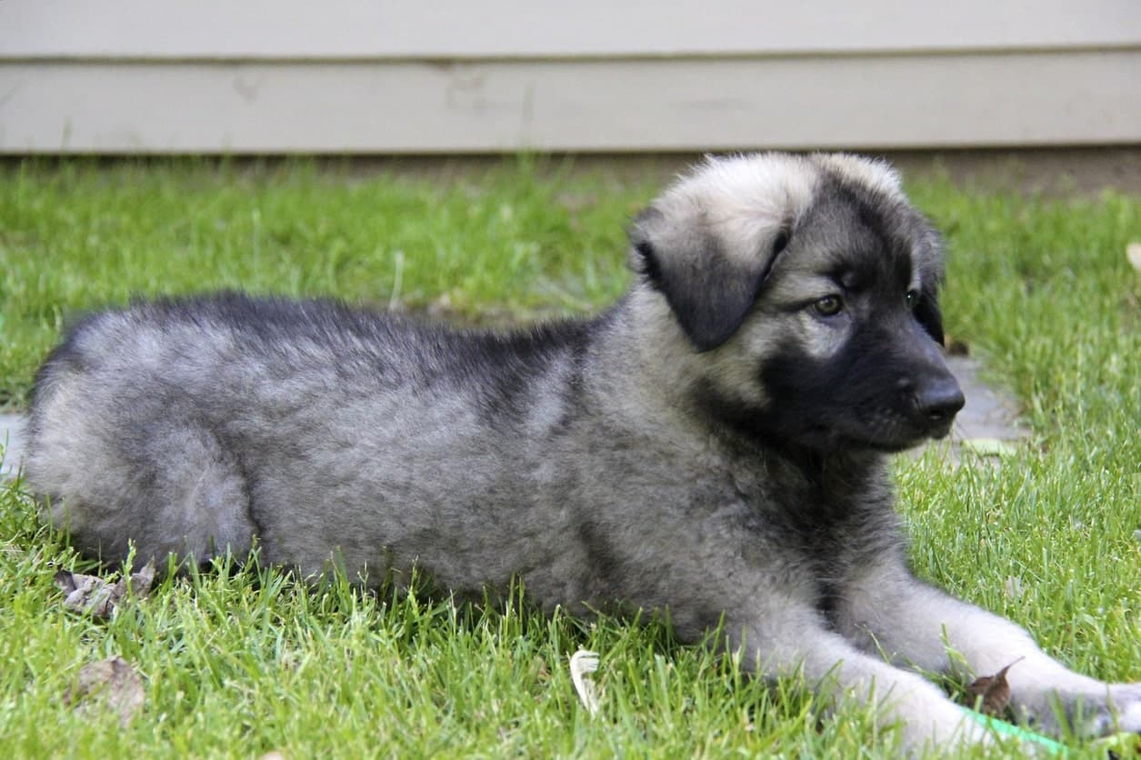 Shiloh Shepherd Breed Facts & Personality | The Dog People by Rover.com