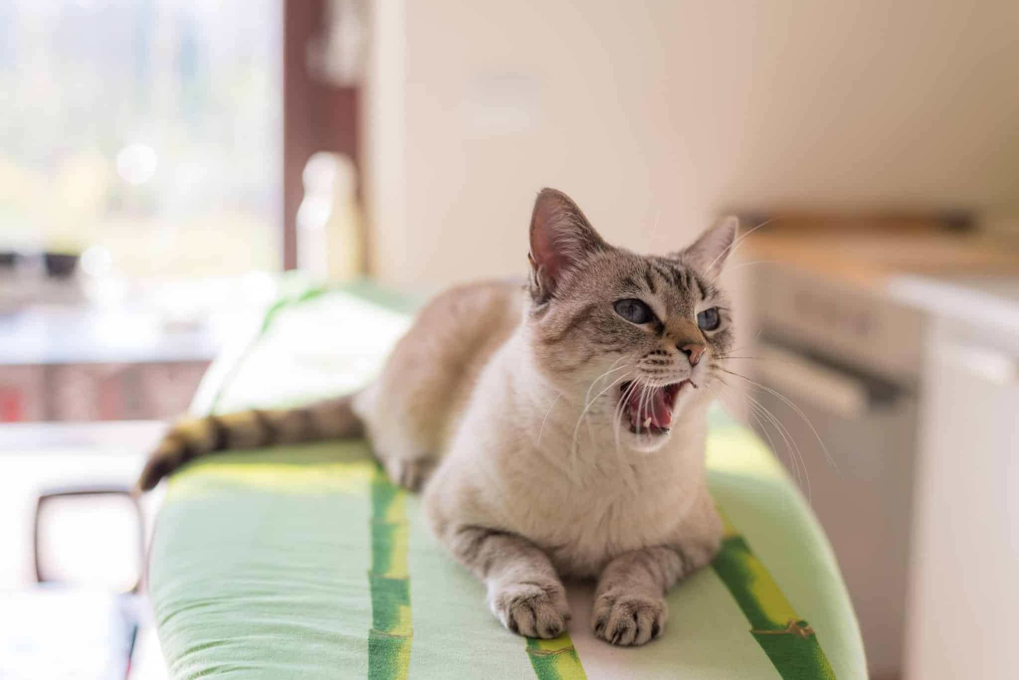 5 Reasons Why Your Cat Is Growling & How To Stop It