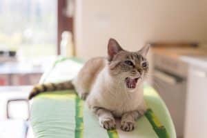 5 Reasons Why Your Cat Is Growling & How To Stop It