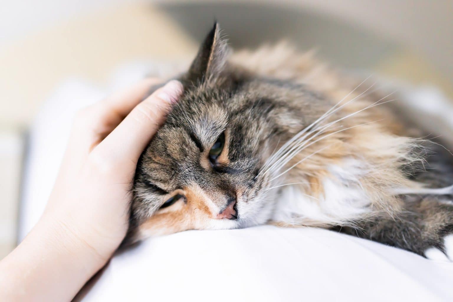 Cat Head Pressing: What Does It Mean & How to Treat It