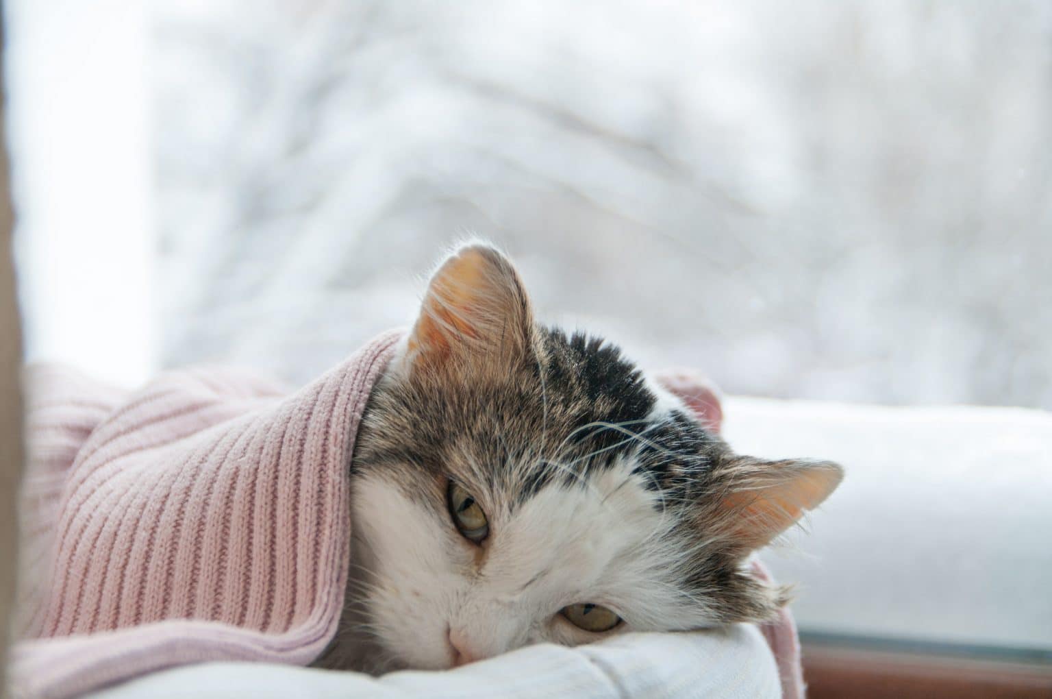 Is My Cat Depressed? 10 Signs of an Unhappy Cat