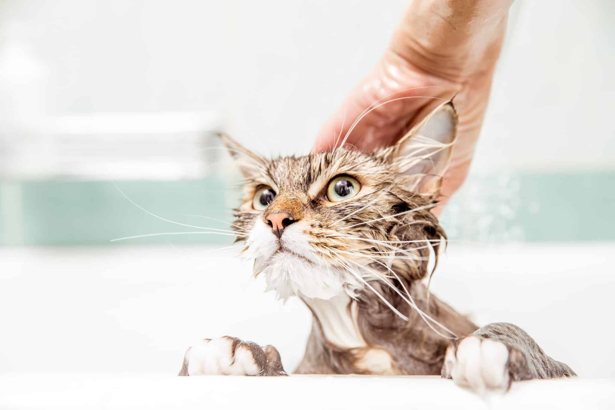 Why Does My Cat Smell Bad? 9 Reasons For Your Stinky Cat
