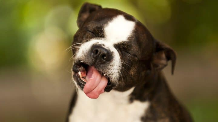 Why Does My Dog Stink? How to Help a Smelly Dog