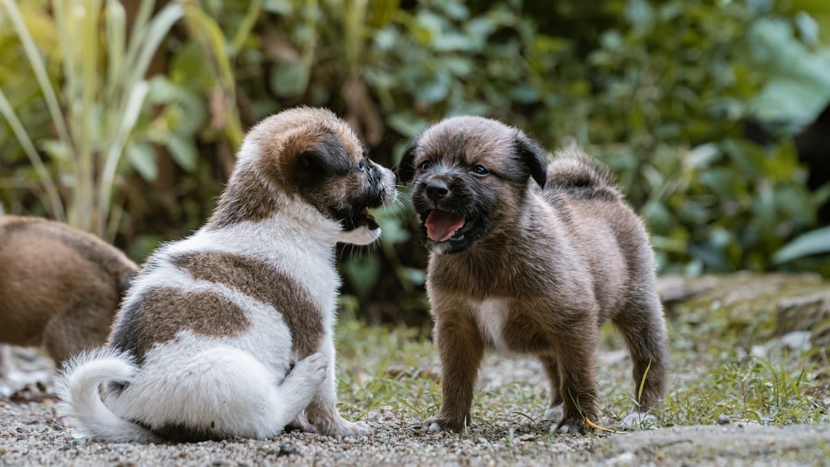 Puppy Socialization Checklist: A Guide