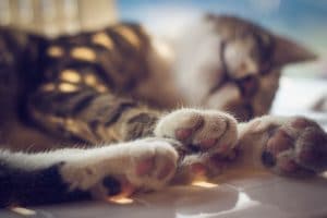 What Are Cat Toe Beans? 8 Facts About Your Cat's Feet | The Dog People ...