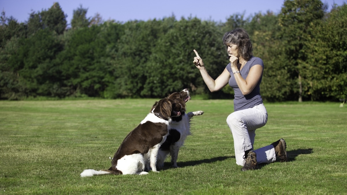 10 Sounds That Dogs Love to Hear
