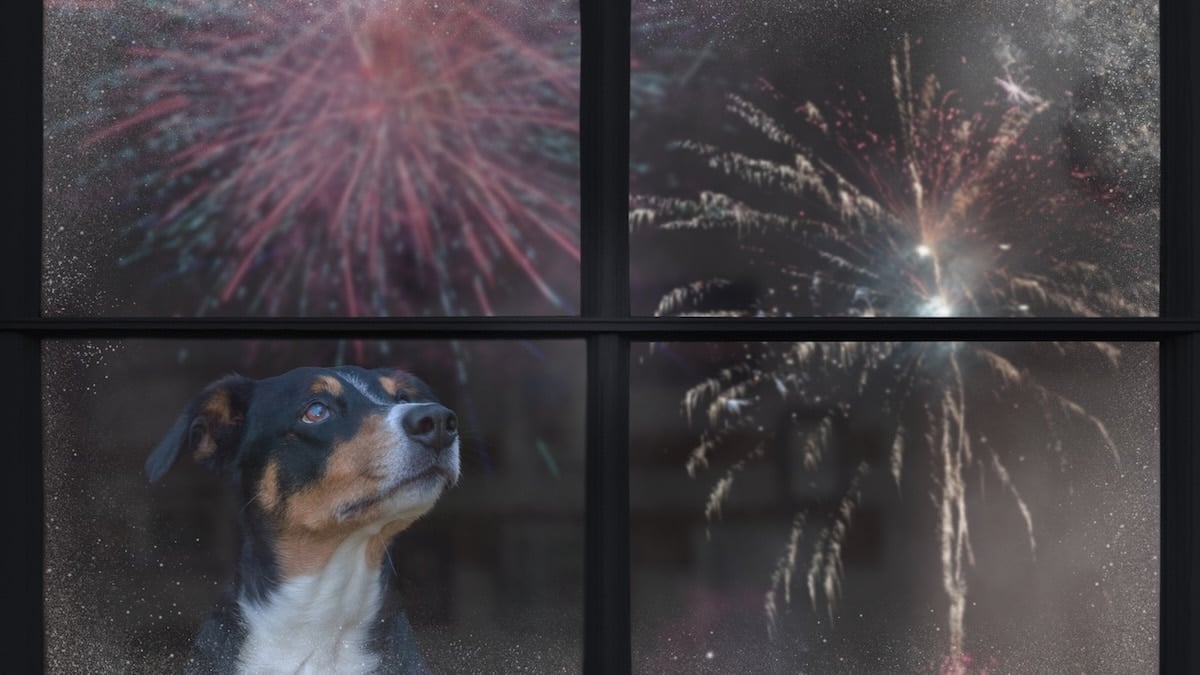3 Safety Tips for Pet Sitting During Fireworks