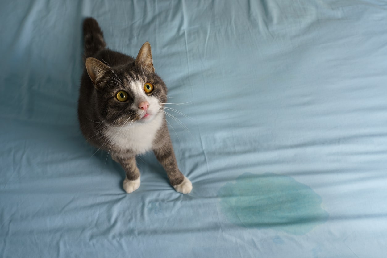 8 Ways To Stop a Cat From Spraying