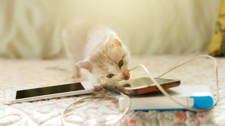 Why Cats Chew on Cords and How You Can Stop It