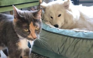 8 Training Methods to Stop Dog Aggression Towards Cats