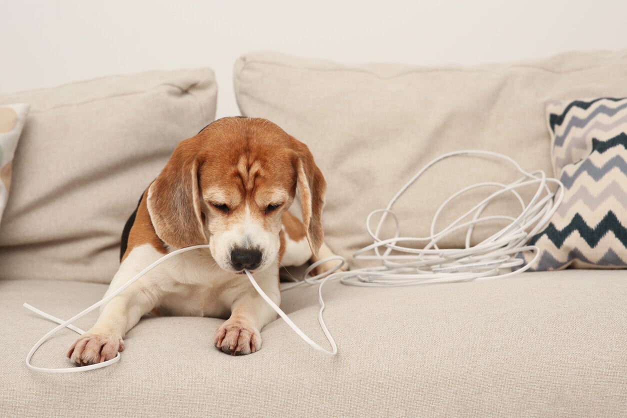 What to Do If Your Dog Chewed Electrical Cords