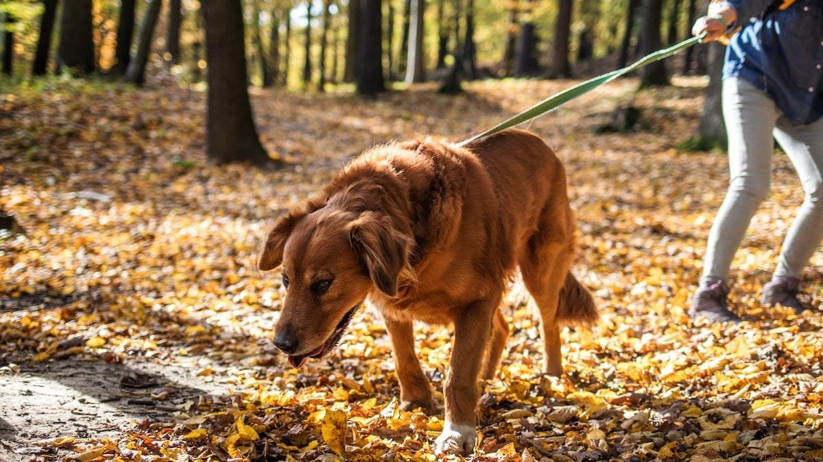 How To Train a Dog To Stop Pulling on the Leash