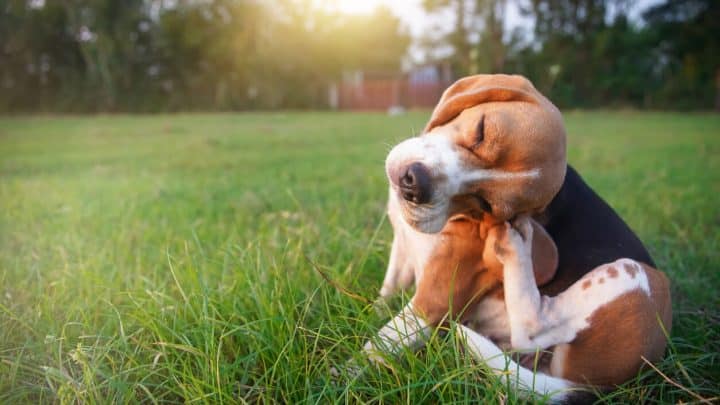 9 Ways To Stop Your Dog's Constant Scratching