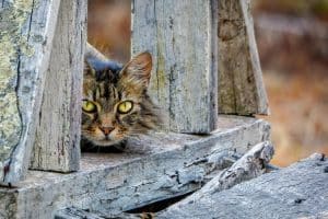 Found a Stray Cat? 4 Ways to Catch And Help Them