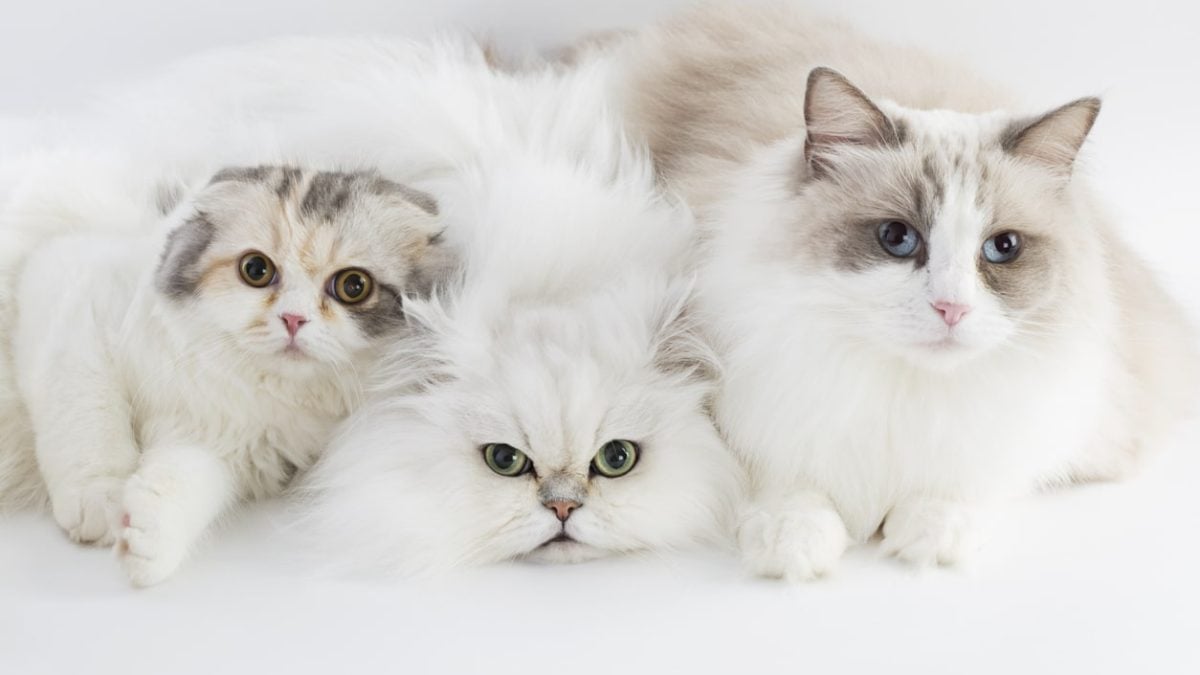 220 Taylor Swift Cat Names: Inspired by Every Album