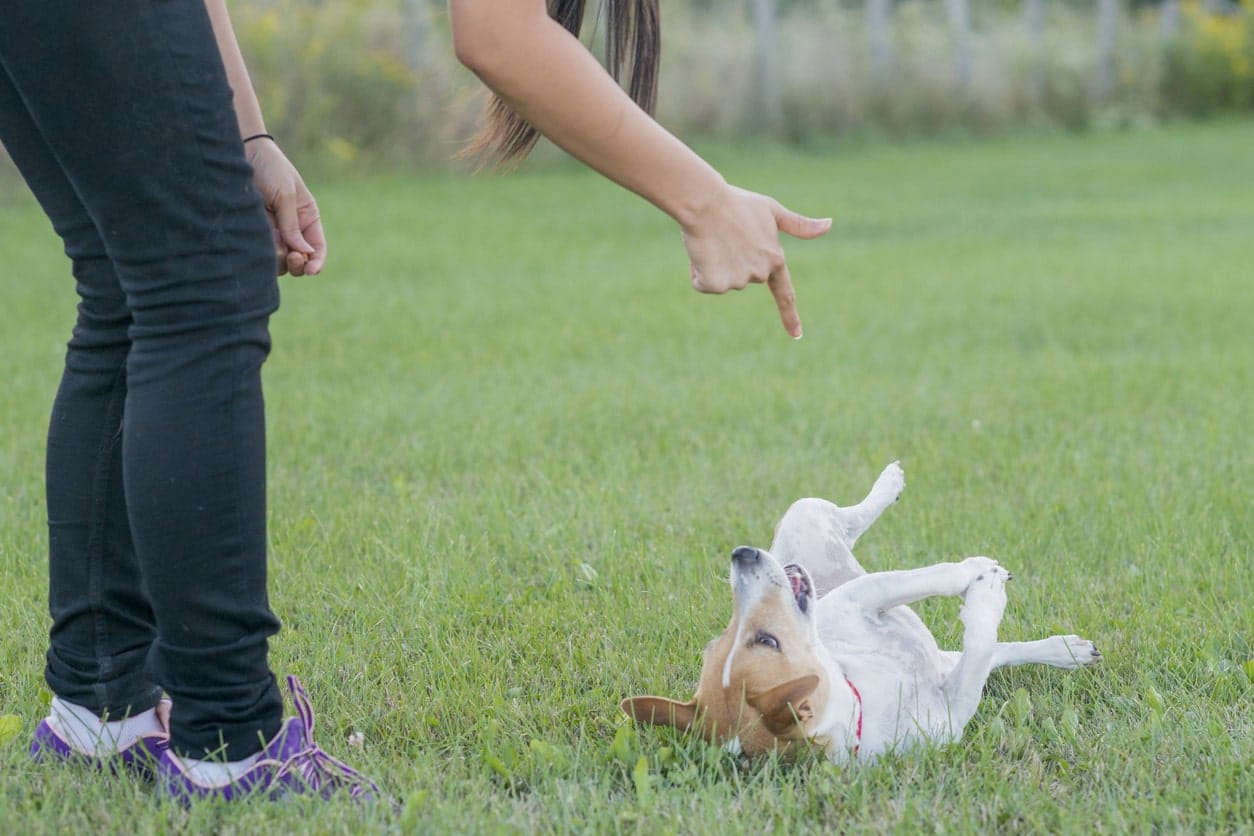 How to Teach a Dog to Play Dead: Tips & Troubleshooting
