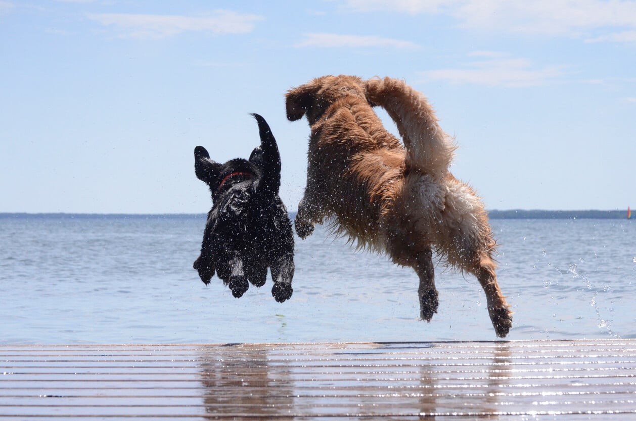 How to Teach a Dog to Swim: 6 Expert Tips for a Safe Experience
