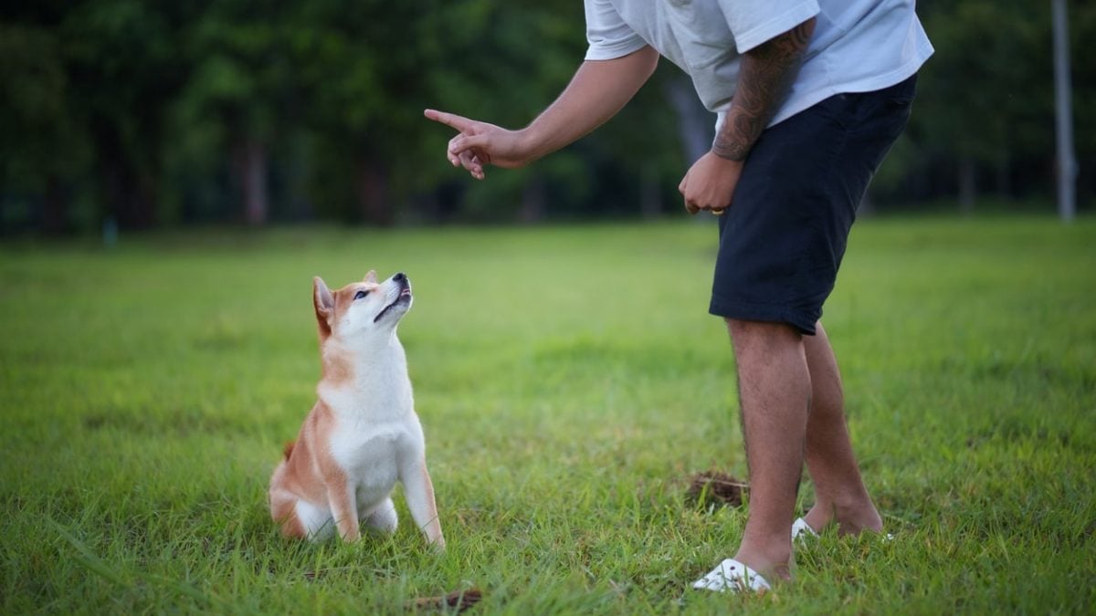 How to Teach a Dog to Stay: Step-by-Step Guide
