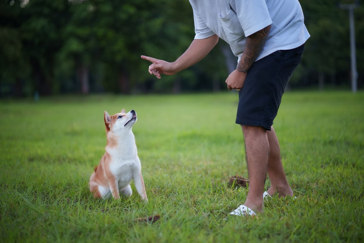 How to Teach a Dog to Stay: Step-by-Step Guide