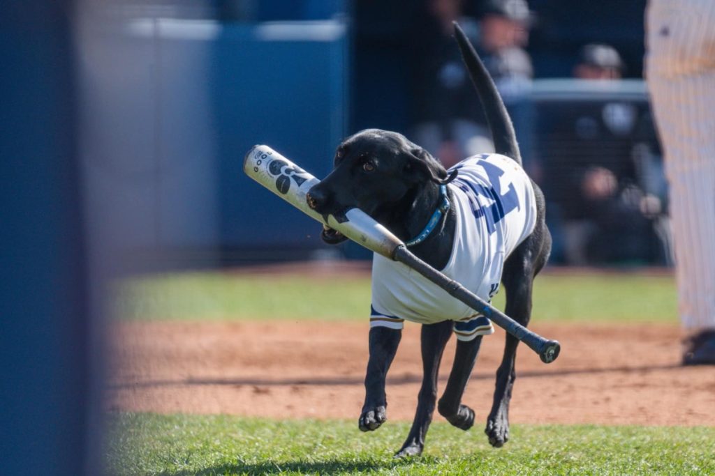 Bat & Tee Retrieving Dogs Are Fan Favorites at College Ball Games