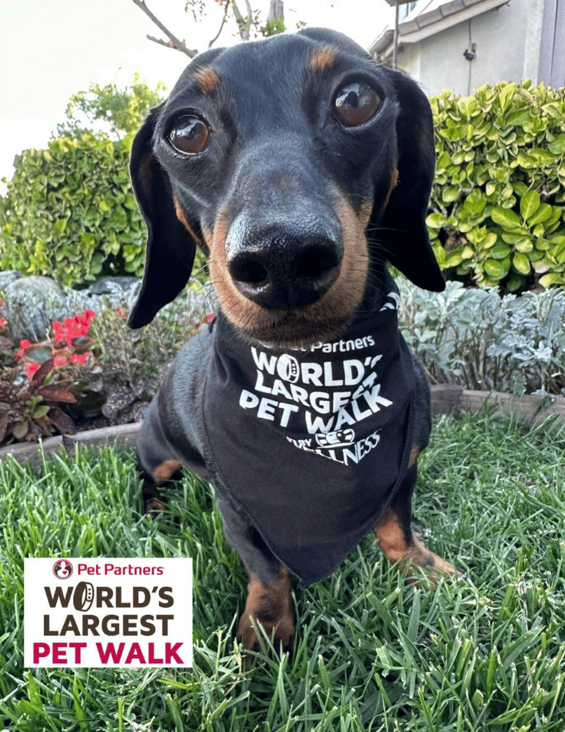 The World's Largest Pet Walk Is A Success | The Dog People