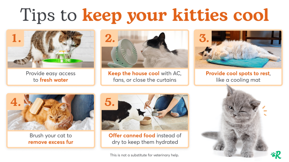 How Hot Is Too Hot for Cats? Indoor & Outdoor Temps