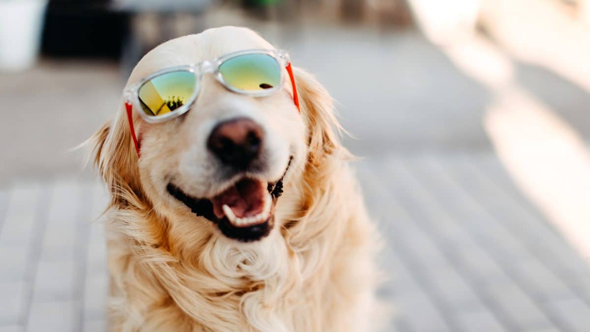Top de noms pour chiens mâles