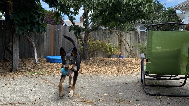 Meet the Petkit Activity Tracker: We Test and Review a FitBit for Dogs