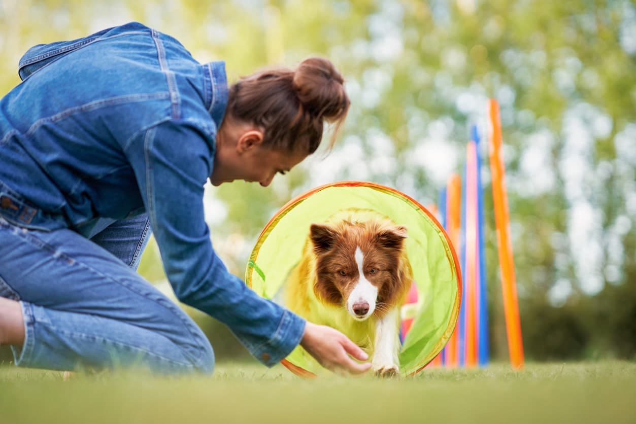 How Much Does Dog Training Cost?