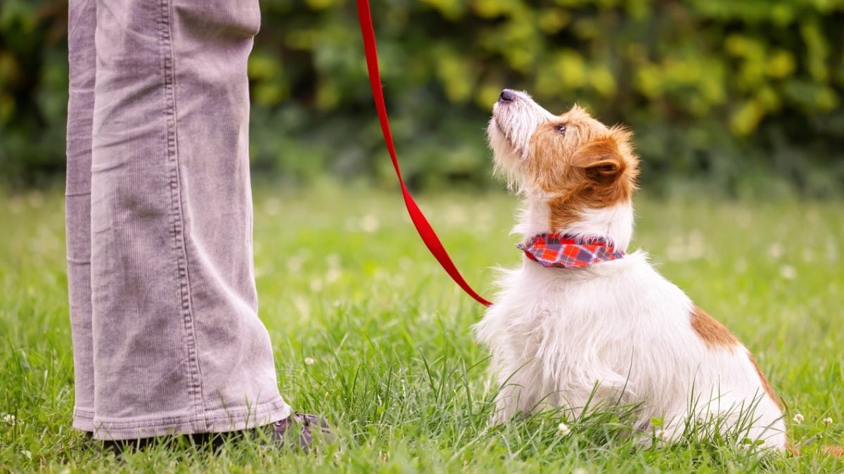 12 Easiest Dog Breeds to Train for Beginners