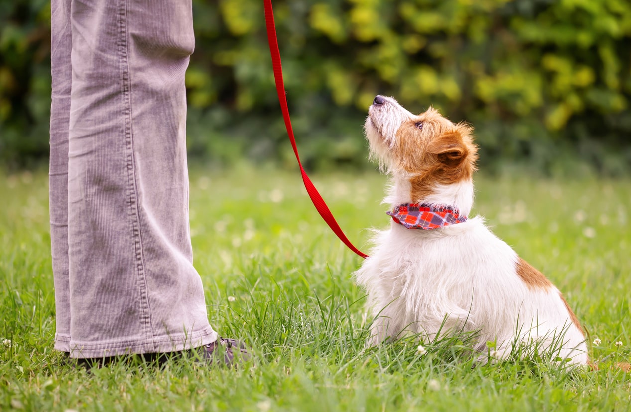 12 Easiest Dog Breeds to Train for Beginners