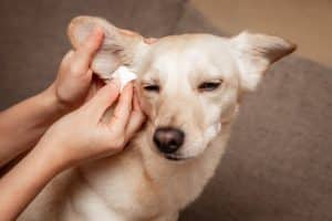 Dog Acne: Types, Signs & Treatment