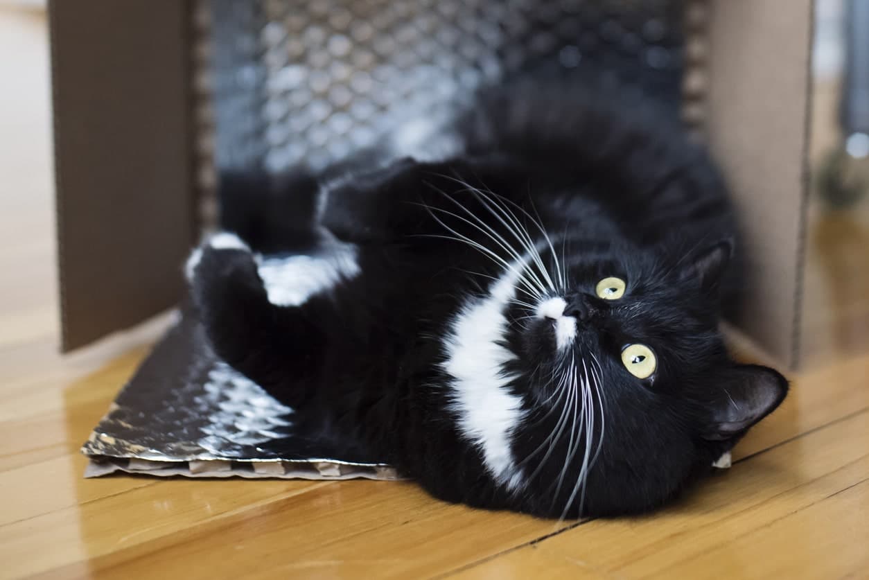7 Reasons Why Your Cat Rolls Around & When To See A Vet
