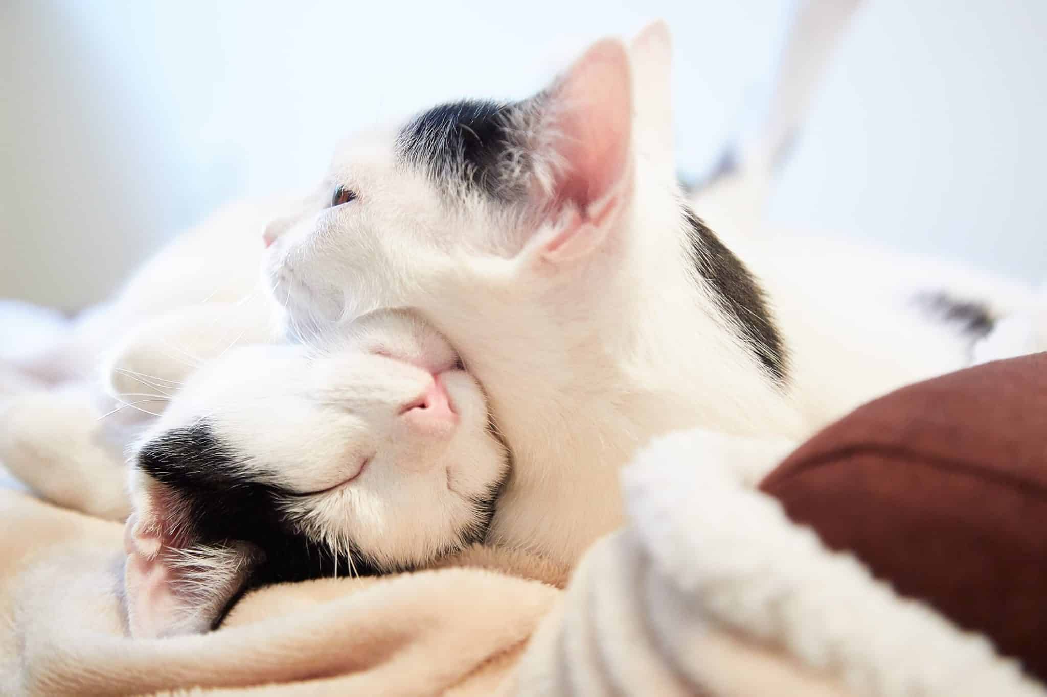 How to Stop Your Cat from Bullying Other Cats