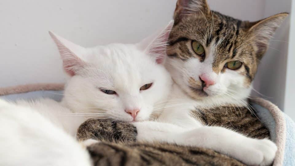 Female Cat In Heat Outlets Online Save 44 Jlcatj gob mx