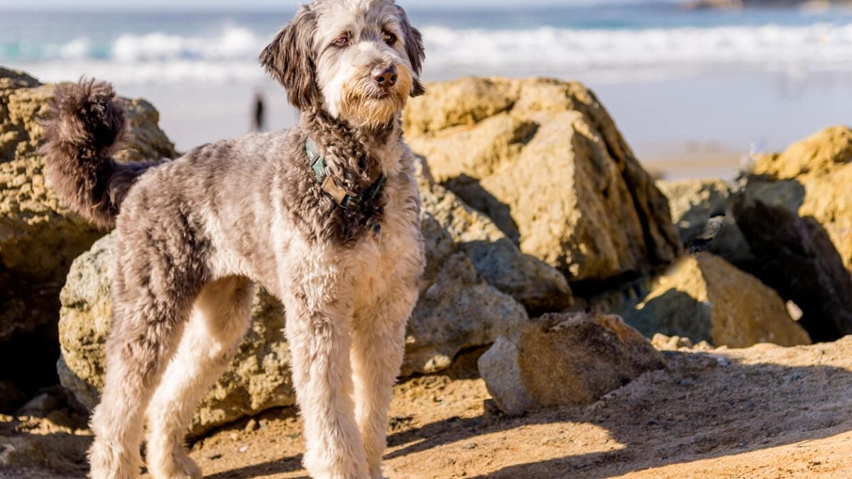 15 Types Of Doodle Dogs