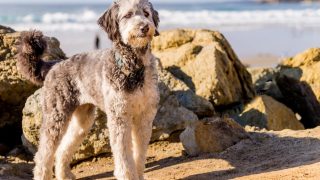 15 Types Of Doodle Dogs