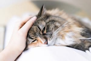 8 Reasons Why Your Cat Is Shaking & How To Help