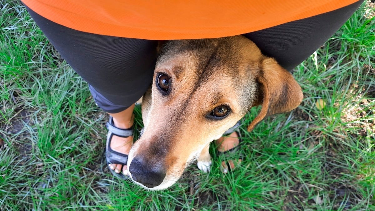 Velcro Dog: Definition, Signs & Ways To Handle