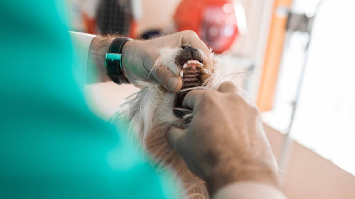 What to Do If Your Dog Is Choking: Step By Step Instructions