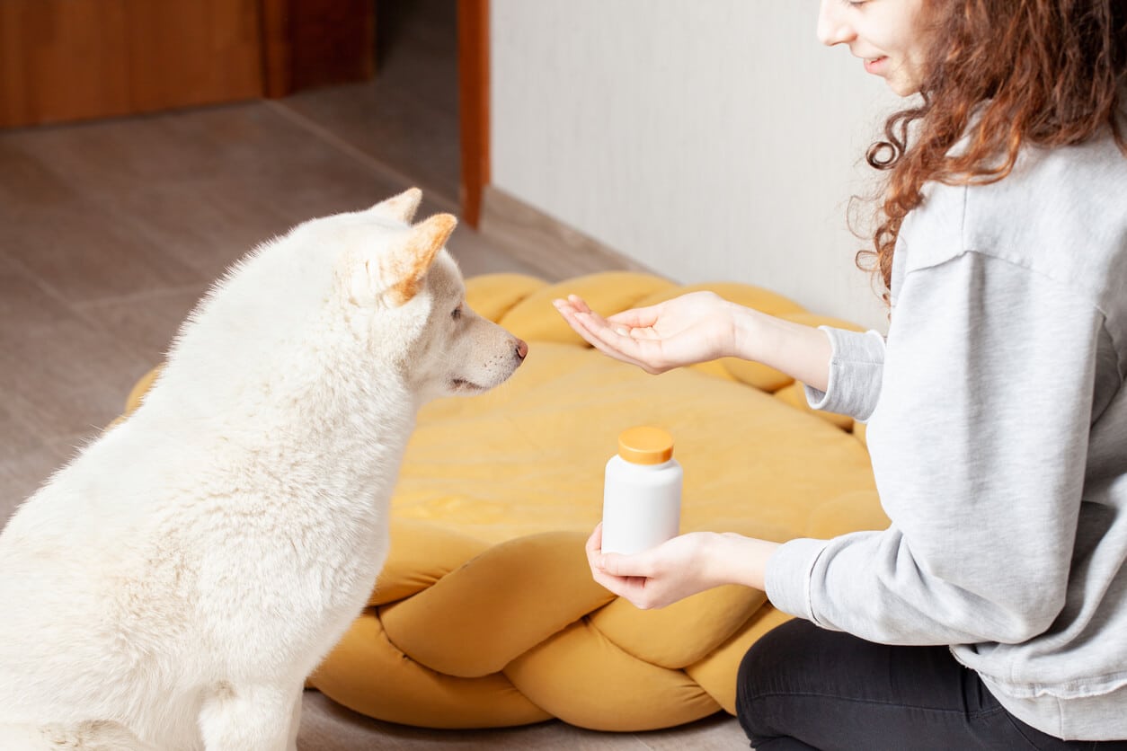 Fear of Loud Noises: How to Train Sound Desensitization for Dogs