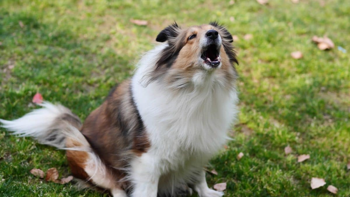 Top 14 Most Vocal Dog Breeds